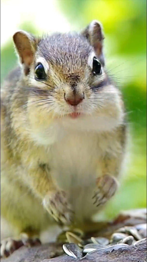 chipmunk • WatchMaker: the world's largest watch face platform