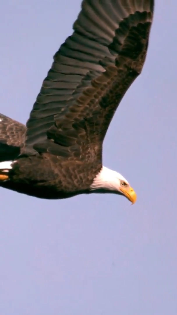 eagle • WatchMaker: the world's largest watch face platform