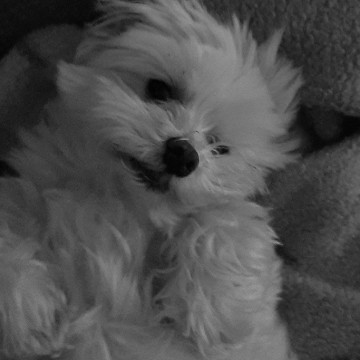 Puppy aesthetic - widgetopia homescreen widgets for iPhone / iPad / Android